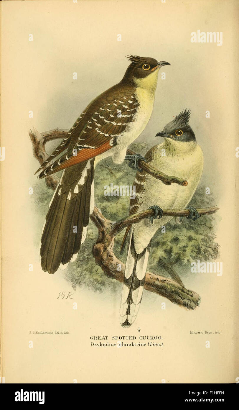 This work, published by Lord Lilford, showcases colored illustrations ...