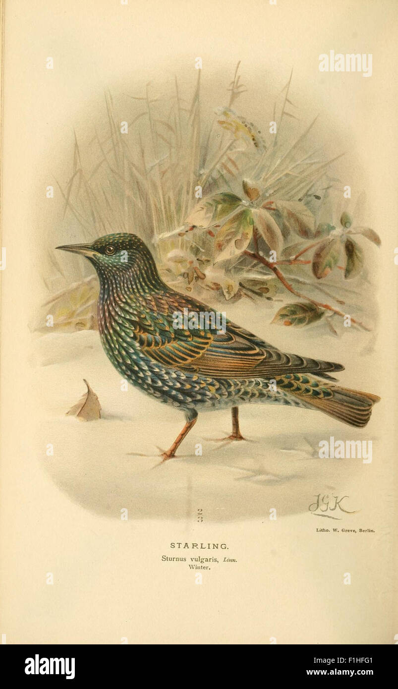 An illustration from 'Coloured Figures of the Birds of the British ...