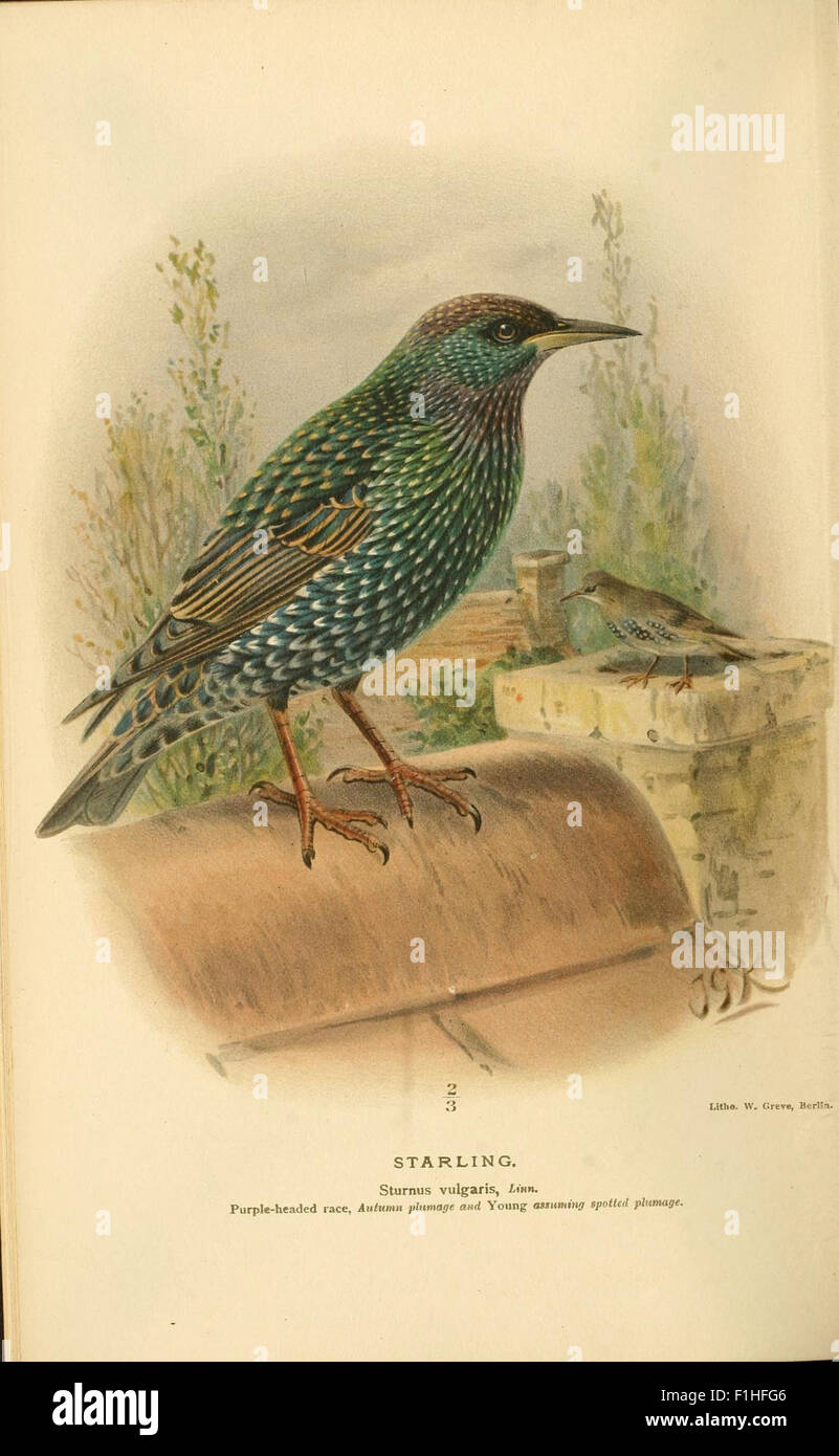 This work by Lord Lilford features colored illustrations of birds ...