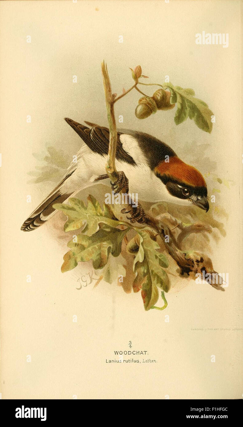 'Coloured Figures of the Birds of the British Islands', issued by Lord ...