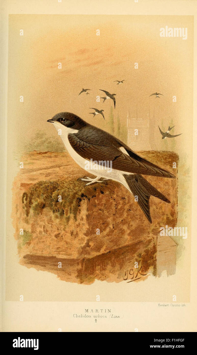 'Coloured Figures of the Birds of the British Islands,' issued by Lord ...