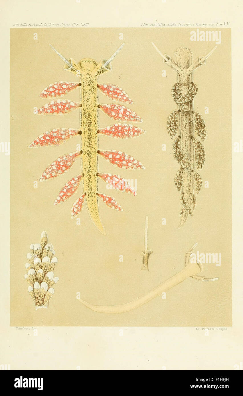 'Olididae e Famiglie Affini' studies the Olividae family and related ...