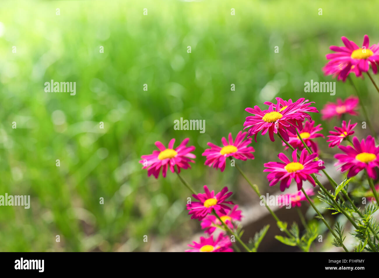 Red daisy flowers growing in the garden Stock Photo - Alamy