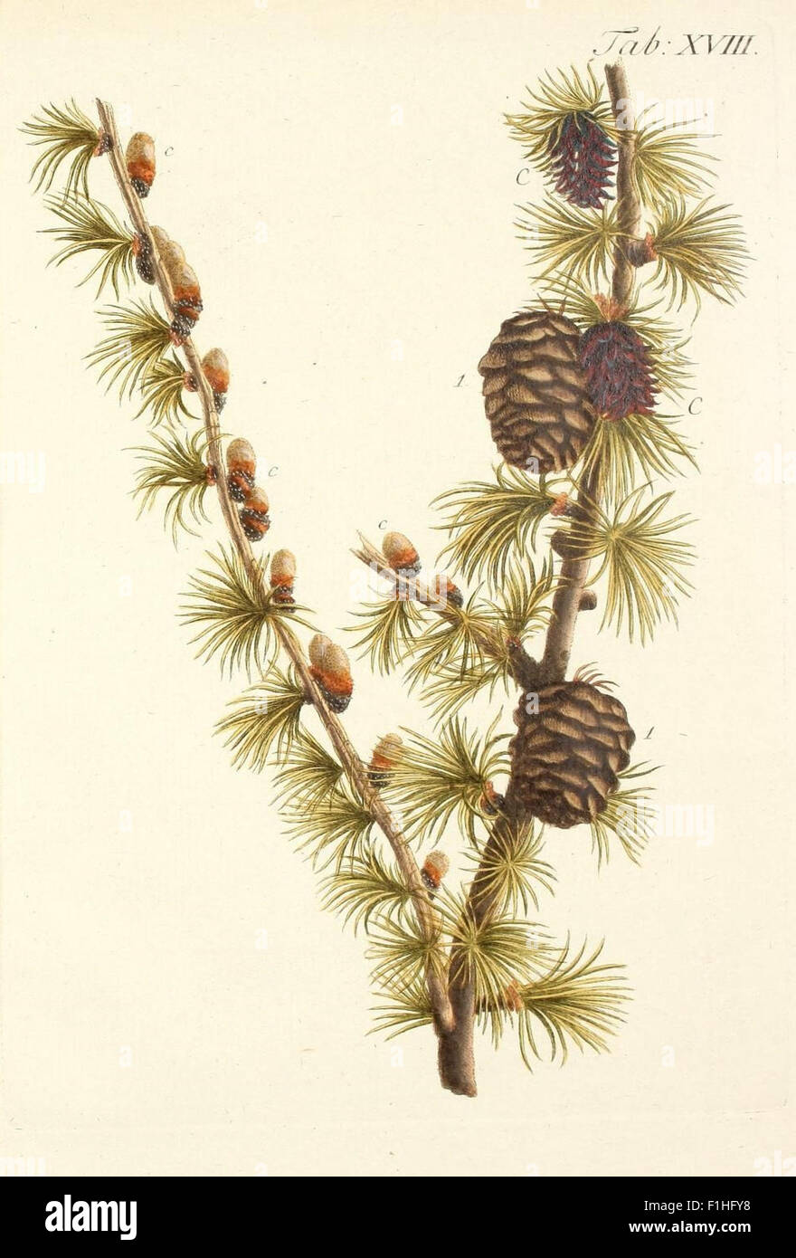 This German botanical work features illustrations of wild trees, shrubs ...