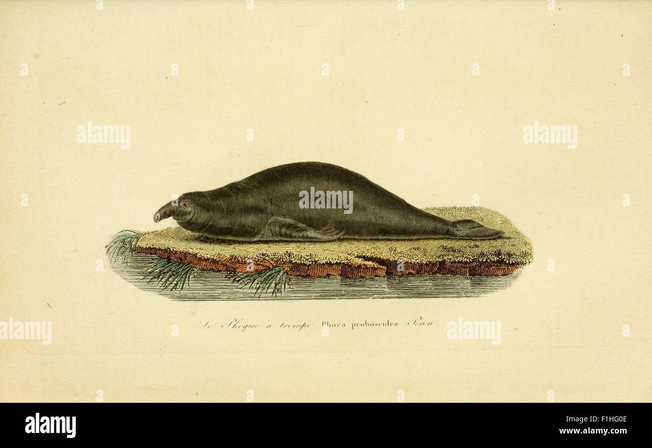 *Compléments de Buffon* is an extension of Georges-Louis Leclerc Buffon ...