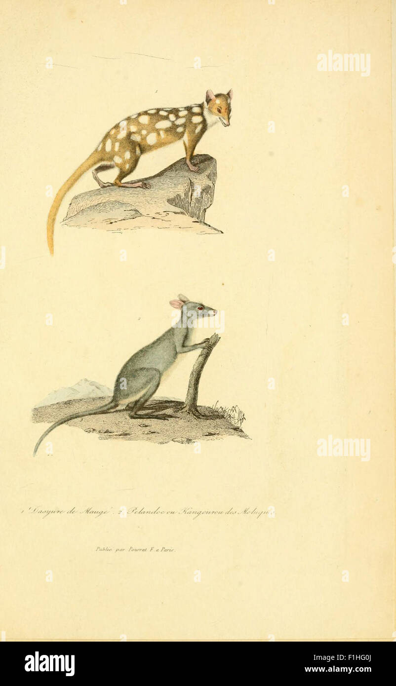 'Compléments de Buffon' is an extension of Georges-Louis Leclerc, Comte ...