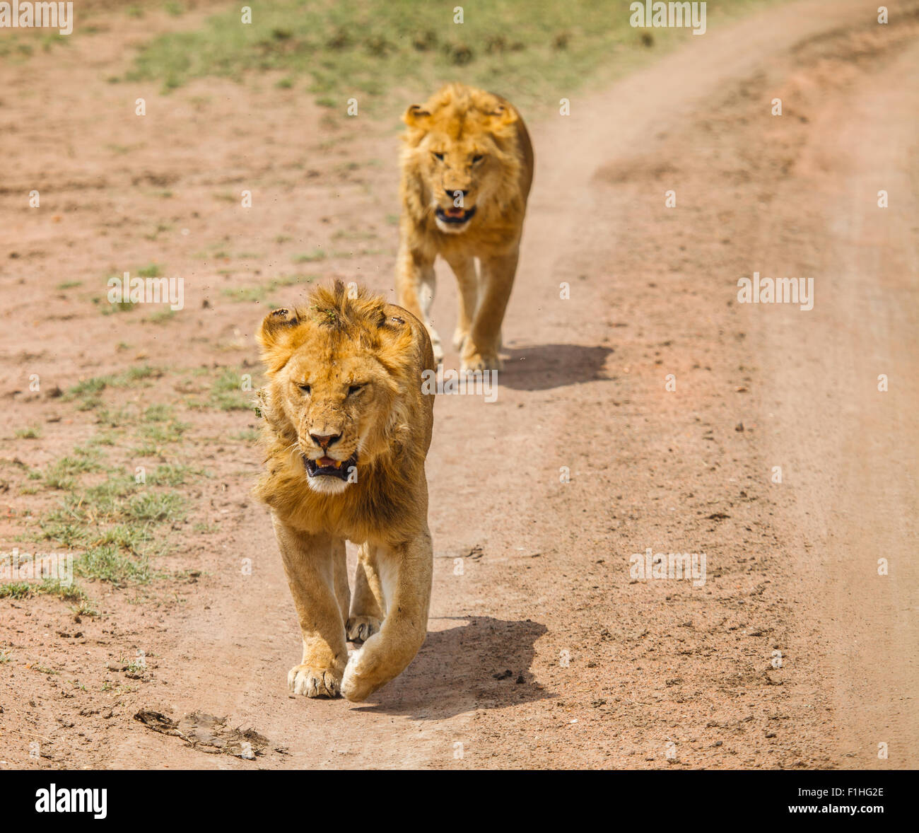Lion wild walk hi-res stock photography and images - Alamy