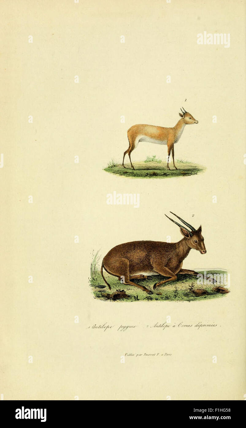 *Compléments de Buffon* is a historical work supplementing Buffon's ...