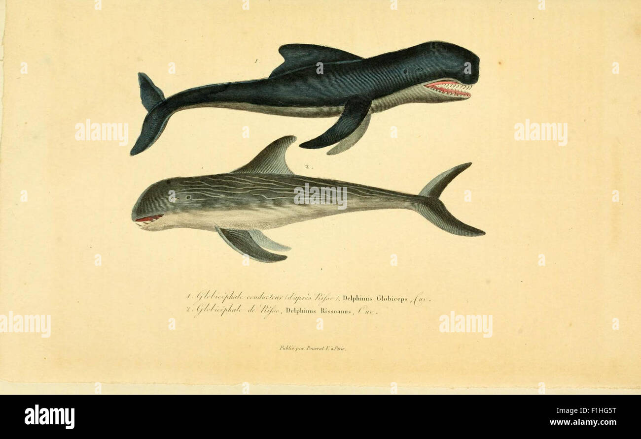 'Compléments de Buffon' is a work supplementing Georges-Louis Leclerc ...