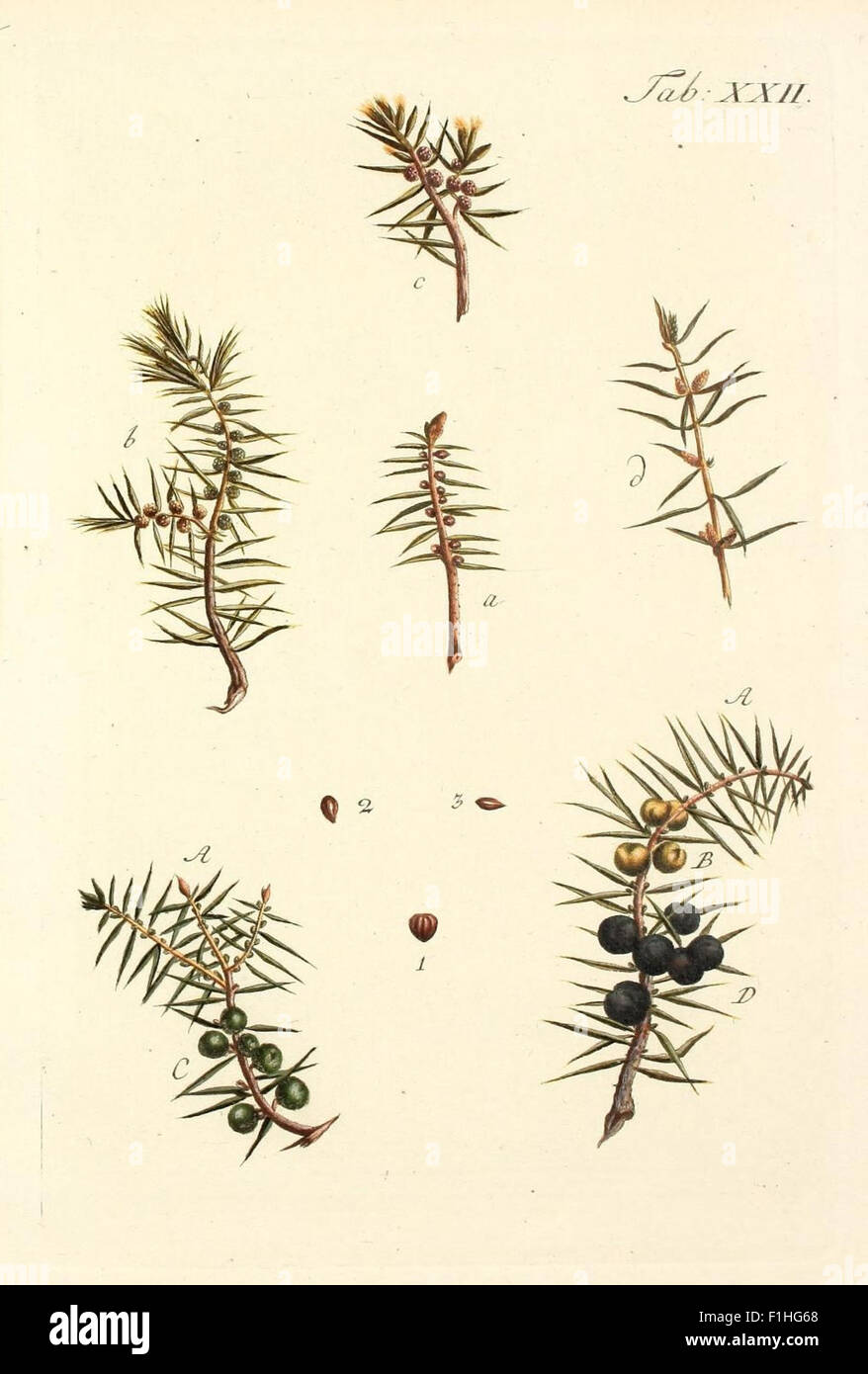 This German work illustrates wild trees, shrubs, and bushes, providing ...