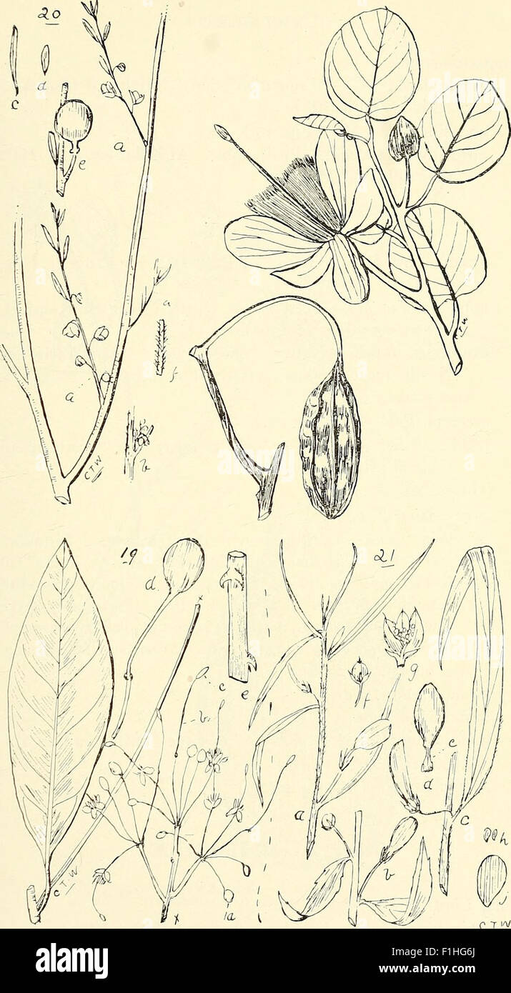 This comprehensive catalogue of Queensland plants lists both indigenous ...