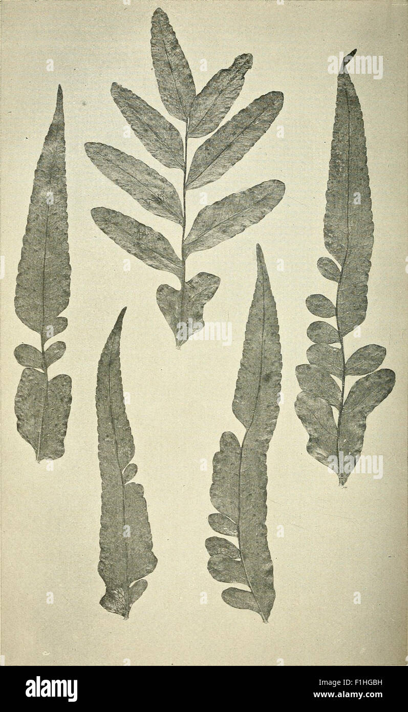 This catalogue provides a comprehensive list of plants in Queensland ...