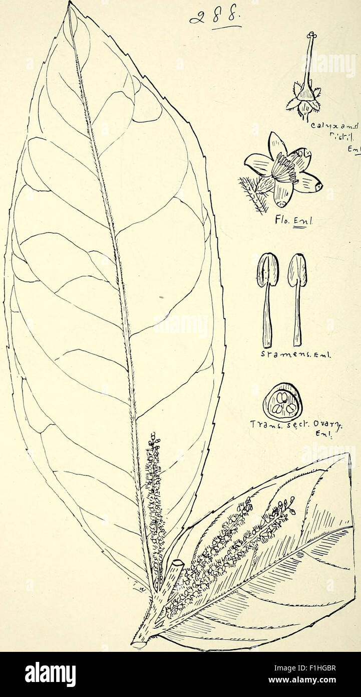This catalogue of Queensland plants provides an extensive list of both ...
