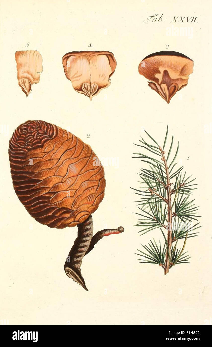 This botanical work illustrates wild trees, shrubs, and bushes ...