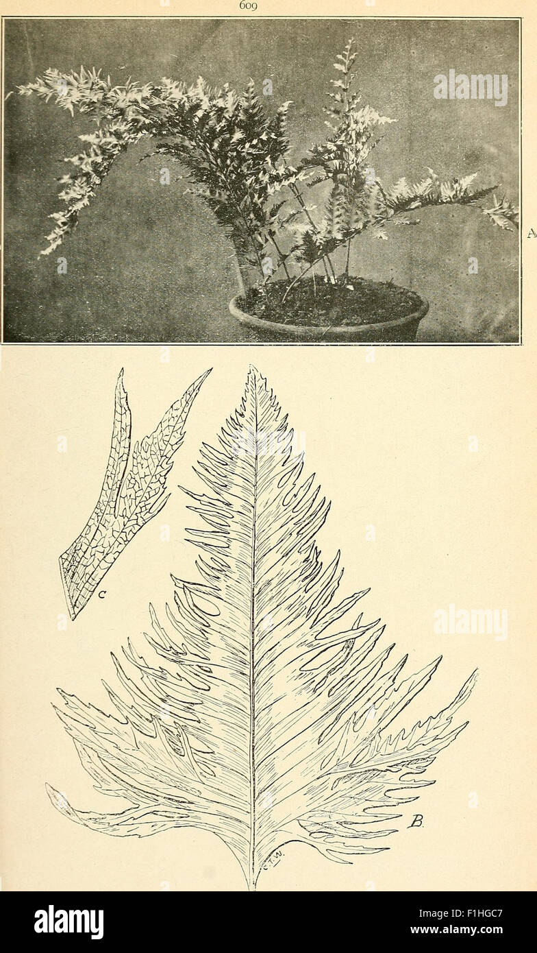 This catalog offers a detailed list of both native and naturalized ...