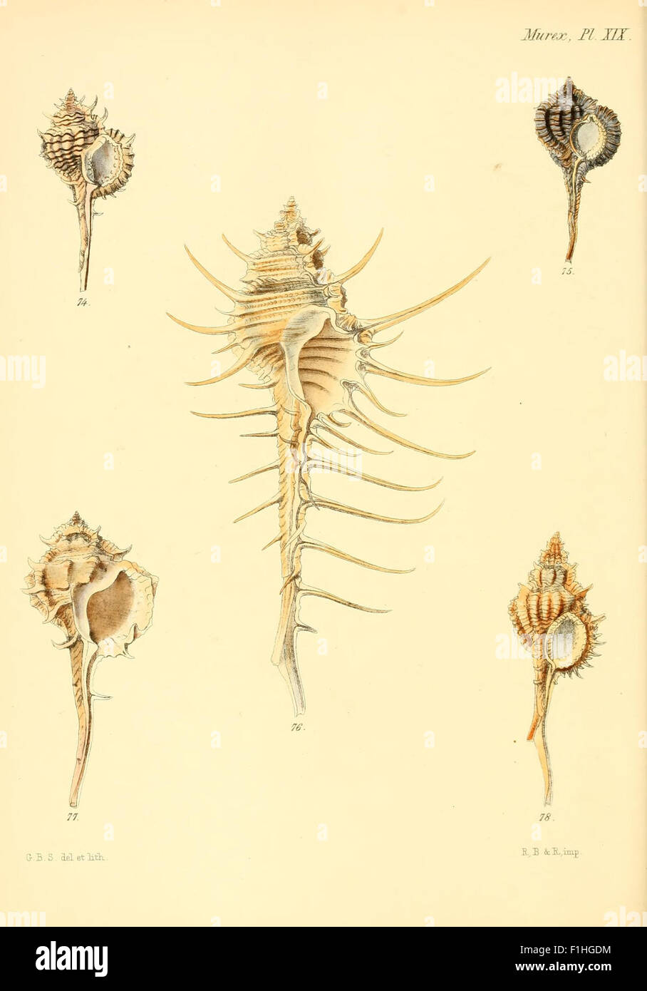 This work features detailed illustrations of mollusk shells, providing ...