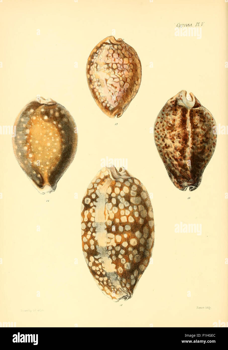 Conchologia iconica, or, Illustrations of the shells of molluscous ...