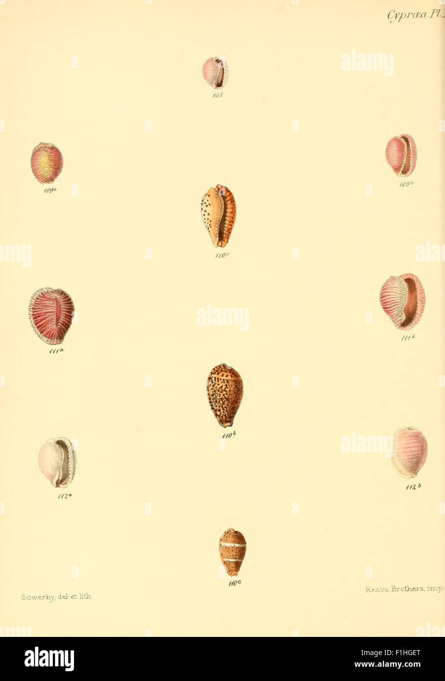 An illustration from 'Conchologia iconica', showcasing the shells of ...