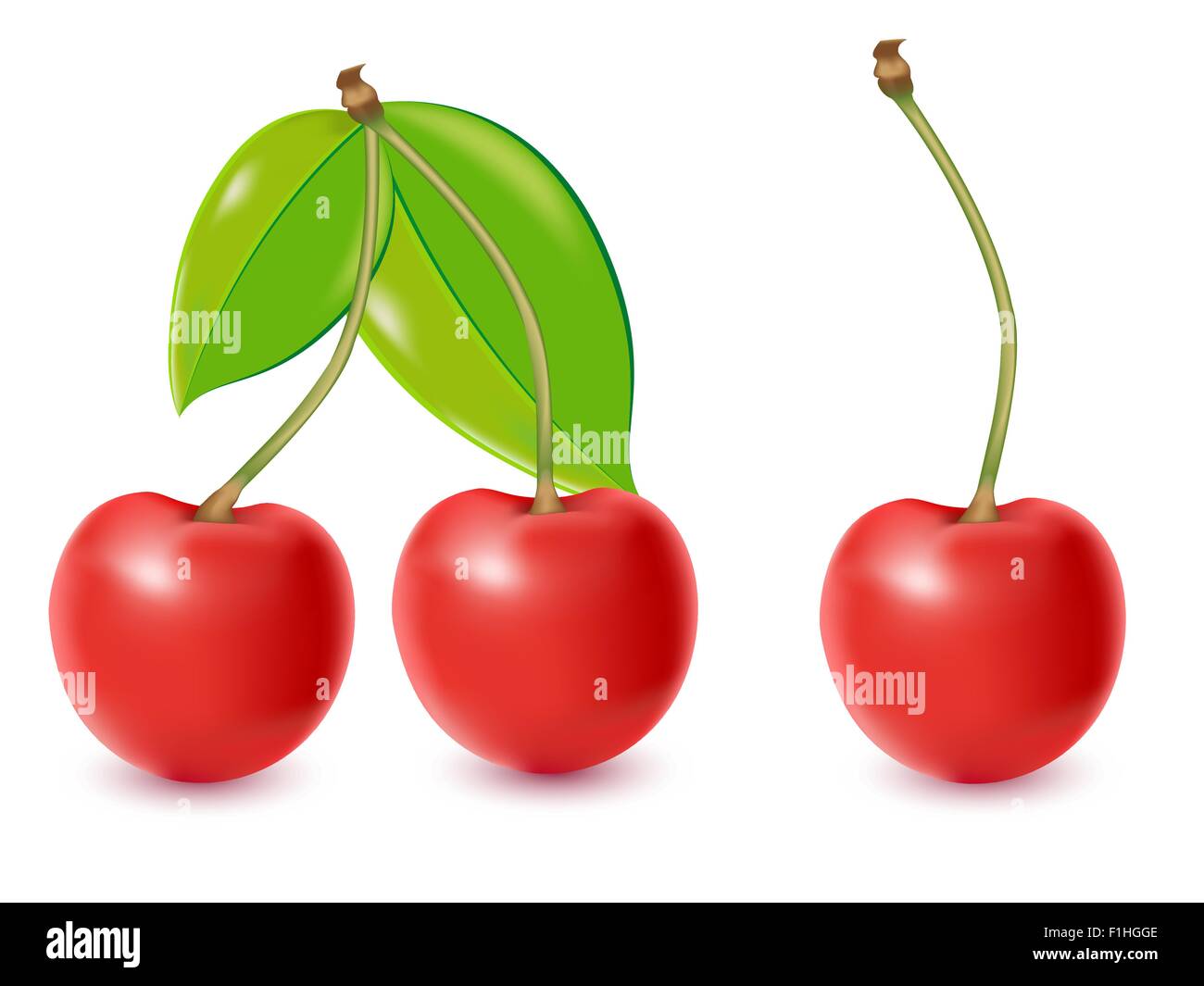 cherry vector illustration isolated on white background Stock Vector ...