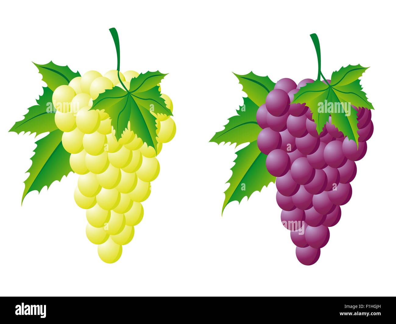 grapes white and red isolated on white background vector illustration ...