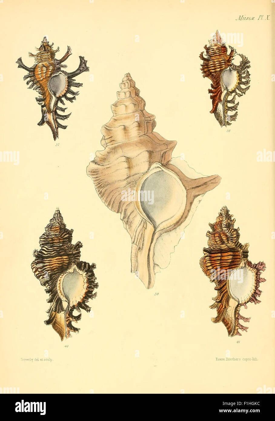 “Conchologia Iconica” is a detailed work illustrating the shells of ...