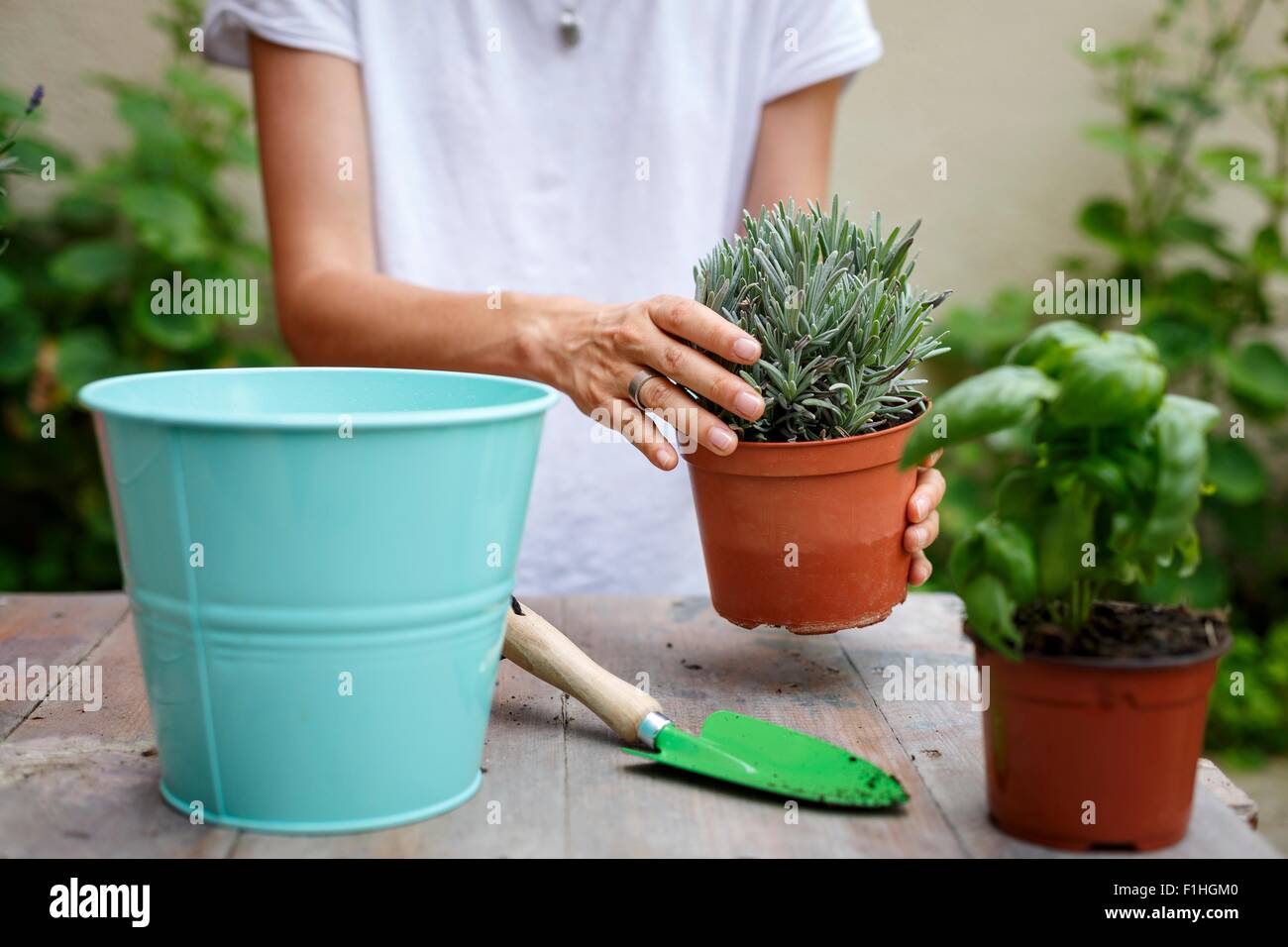 Potting plants hi-res stock photography and images - Alamy