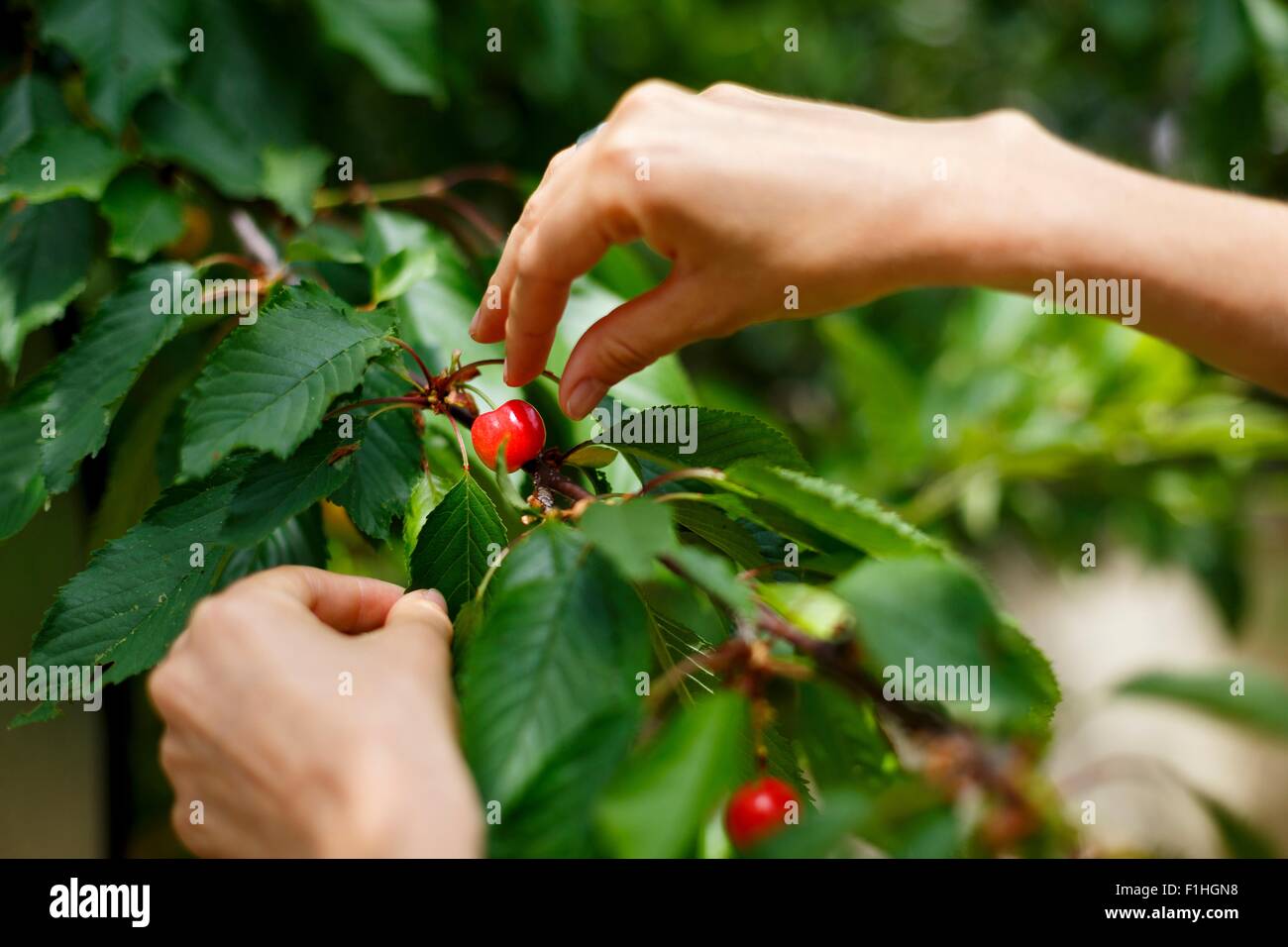 Cropped view of hands picking cherry from cherry tree Stock Photo - Alamy