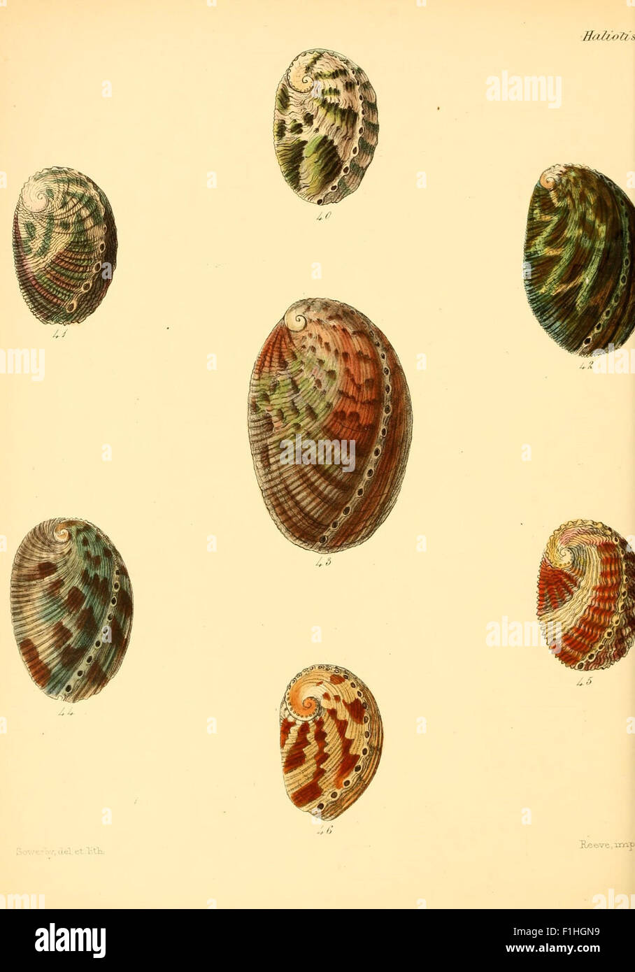 This work illustrates the shells of various molluscous animals ...