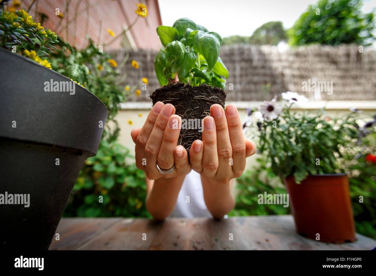 Cupped hands holding basil plant Stock Photo - Alamy