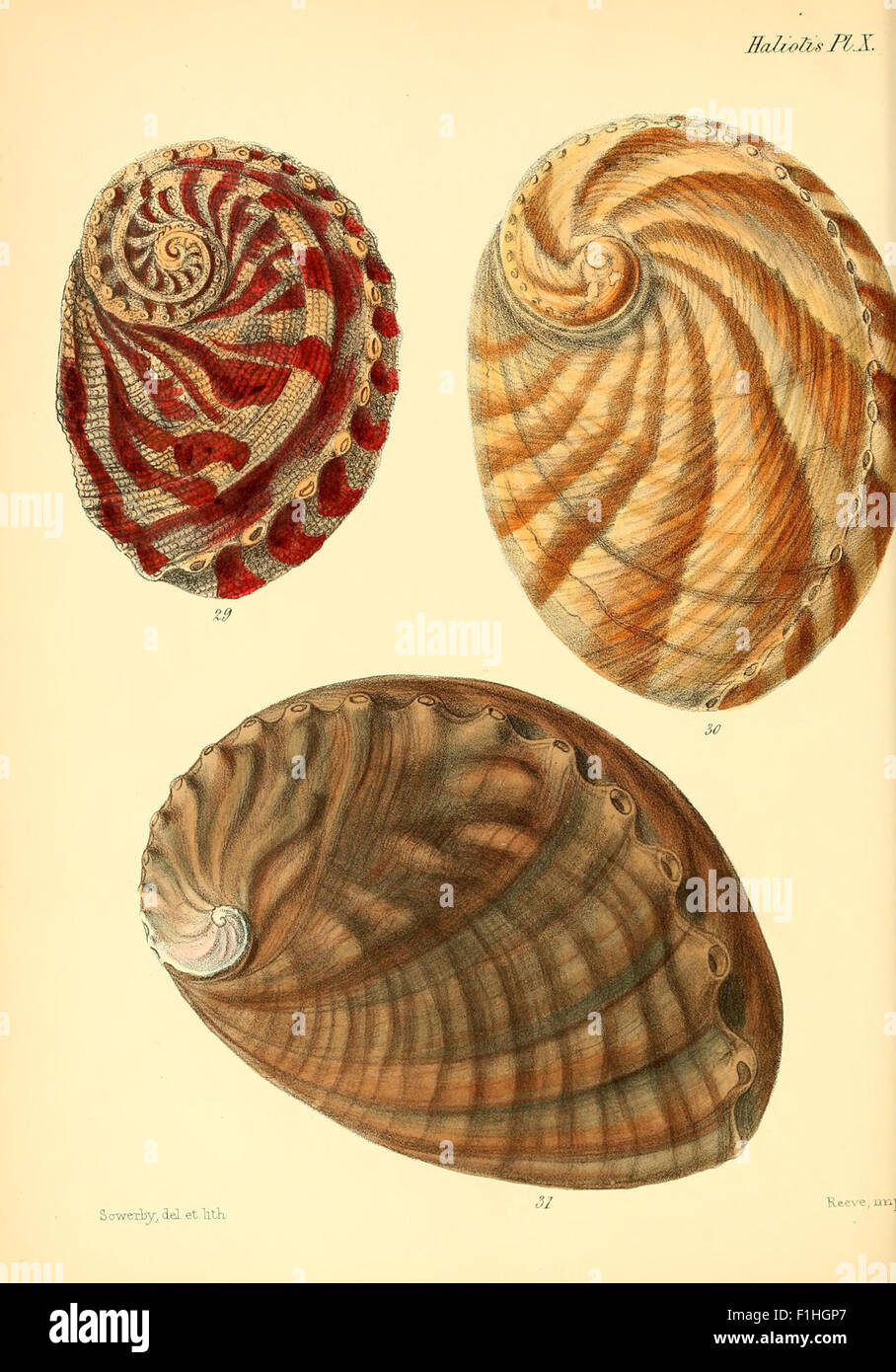 Depictions of different types of shells hi-res stock photography and ...