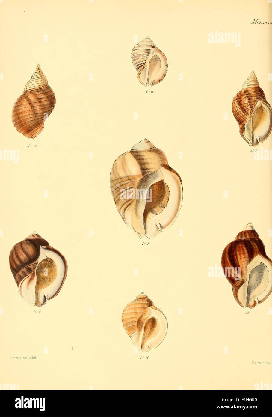 *Conchologia Iconica* offers detailed illustrations of mollusk shells ...