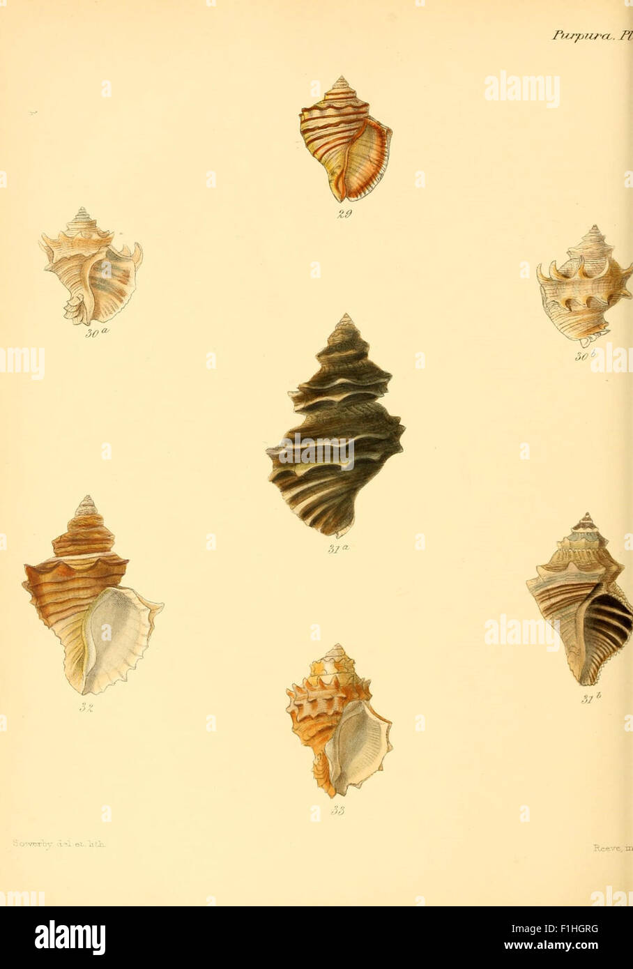 'Conchologia Iconica' is a detailed work illustrating the shells of ...