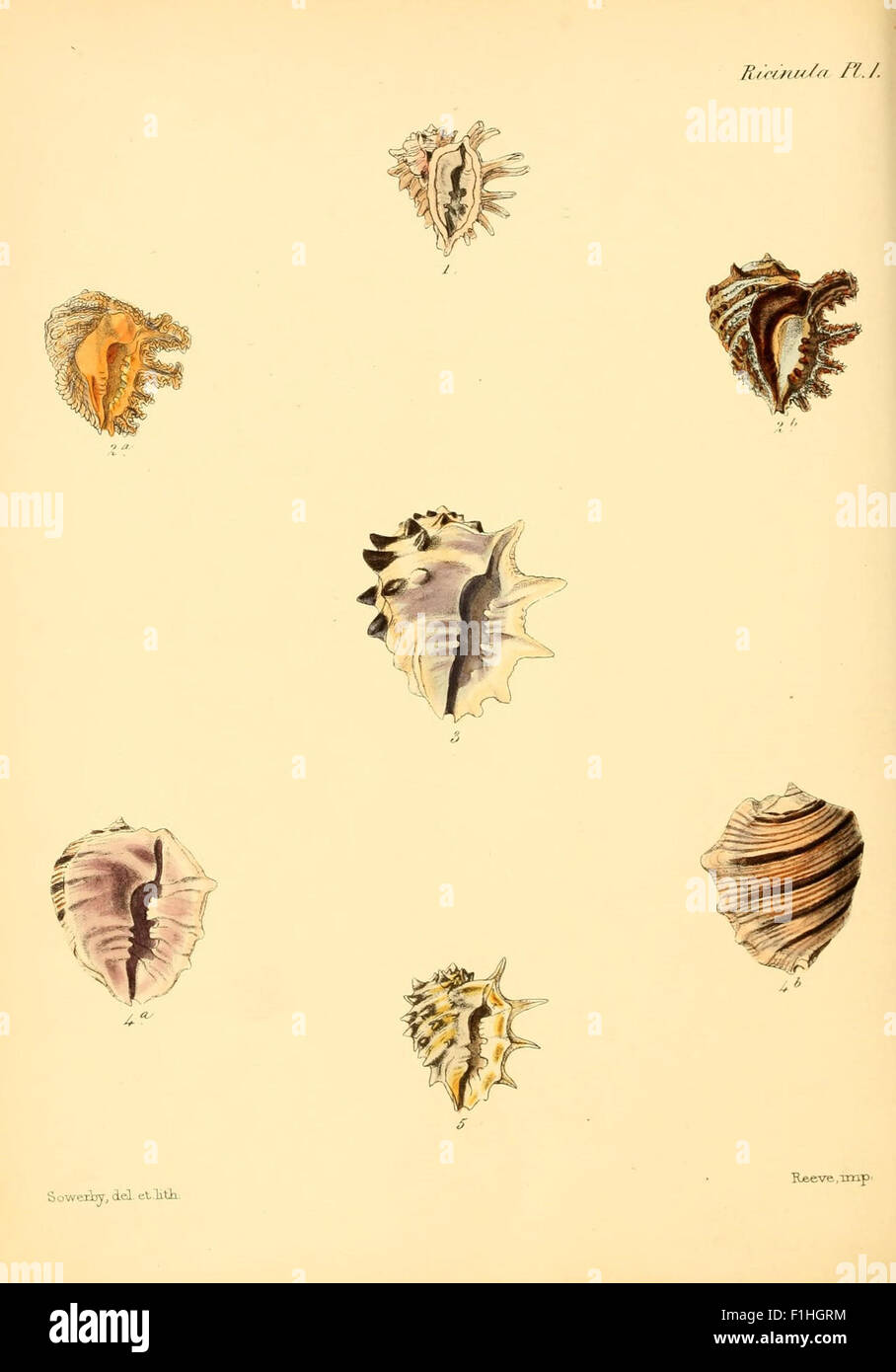 This work offers detailed illustrations of molluscan shells, providing ...