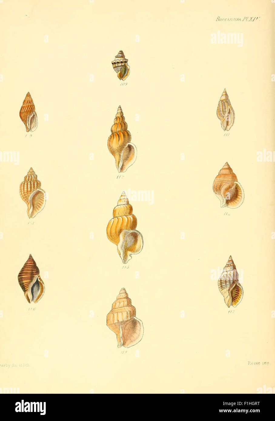 Conchologia iconica, or, Illustrations of the shells of molluscous ...