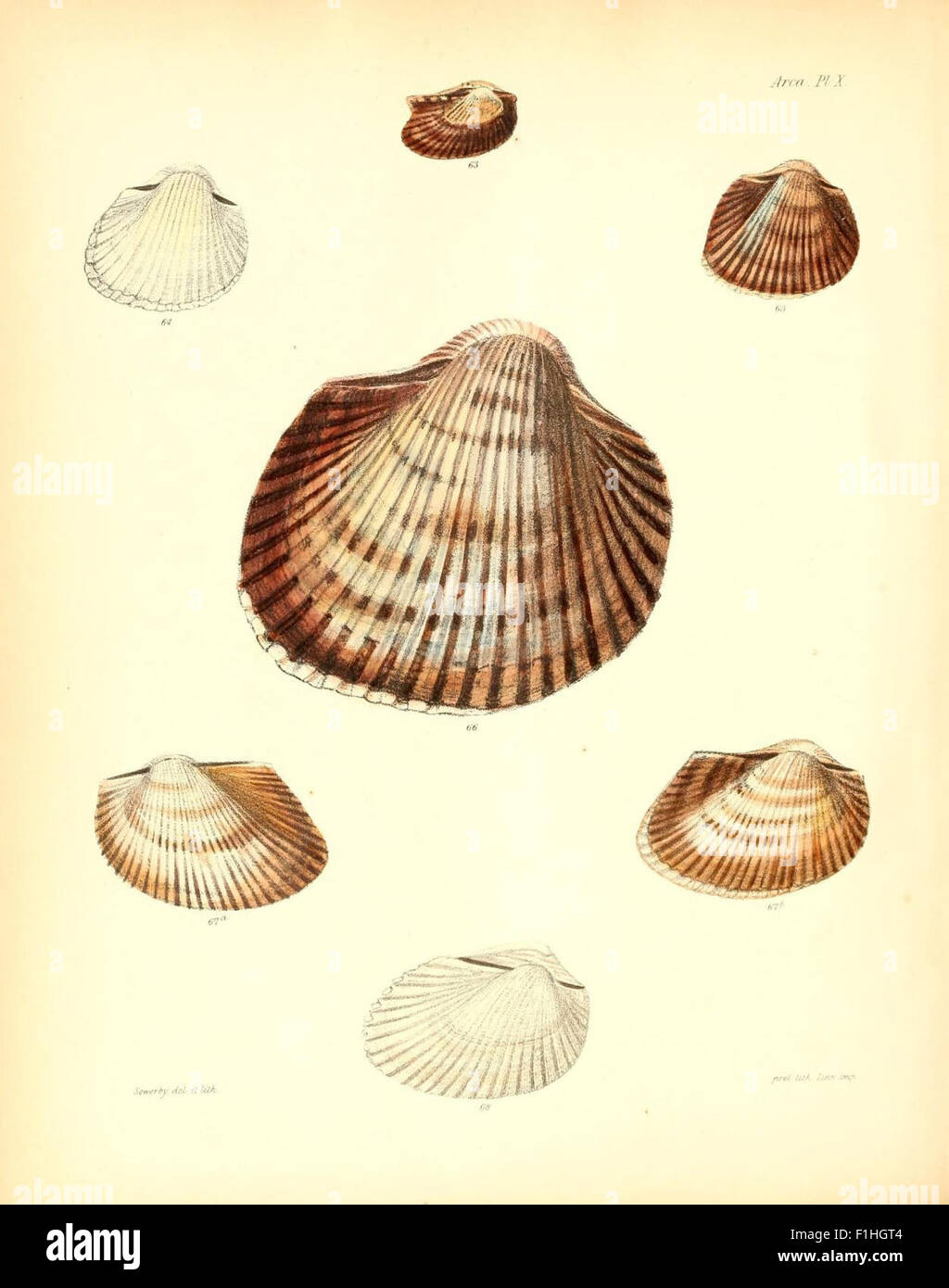 *Conchologia Iconica* presents detailed illustrations of mollusk shells ...