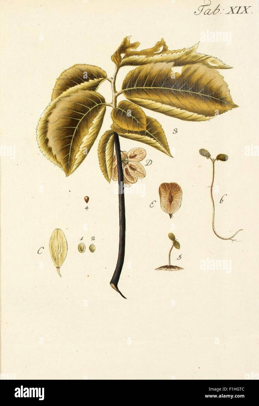 This botanical work depicts wild trees, shrubs, and bush plants ...
