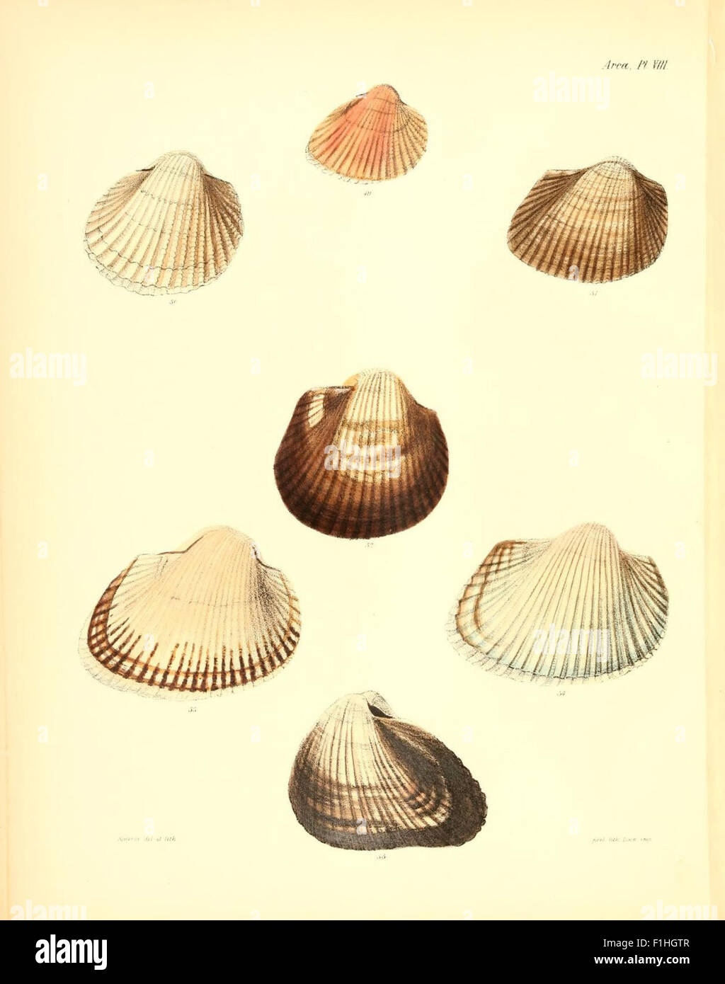 'Conchologia Iconica' presents detailed illustrations of mollusks and ...