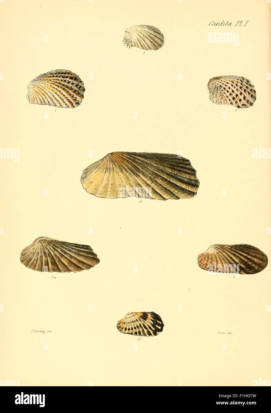 Conchologia Iconica features detailed illustrations of mollusk shells ...