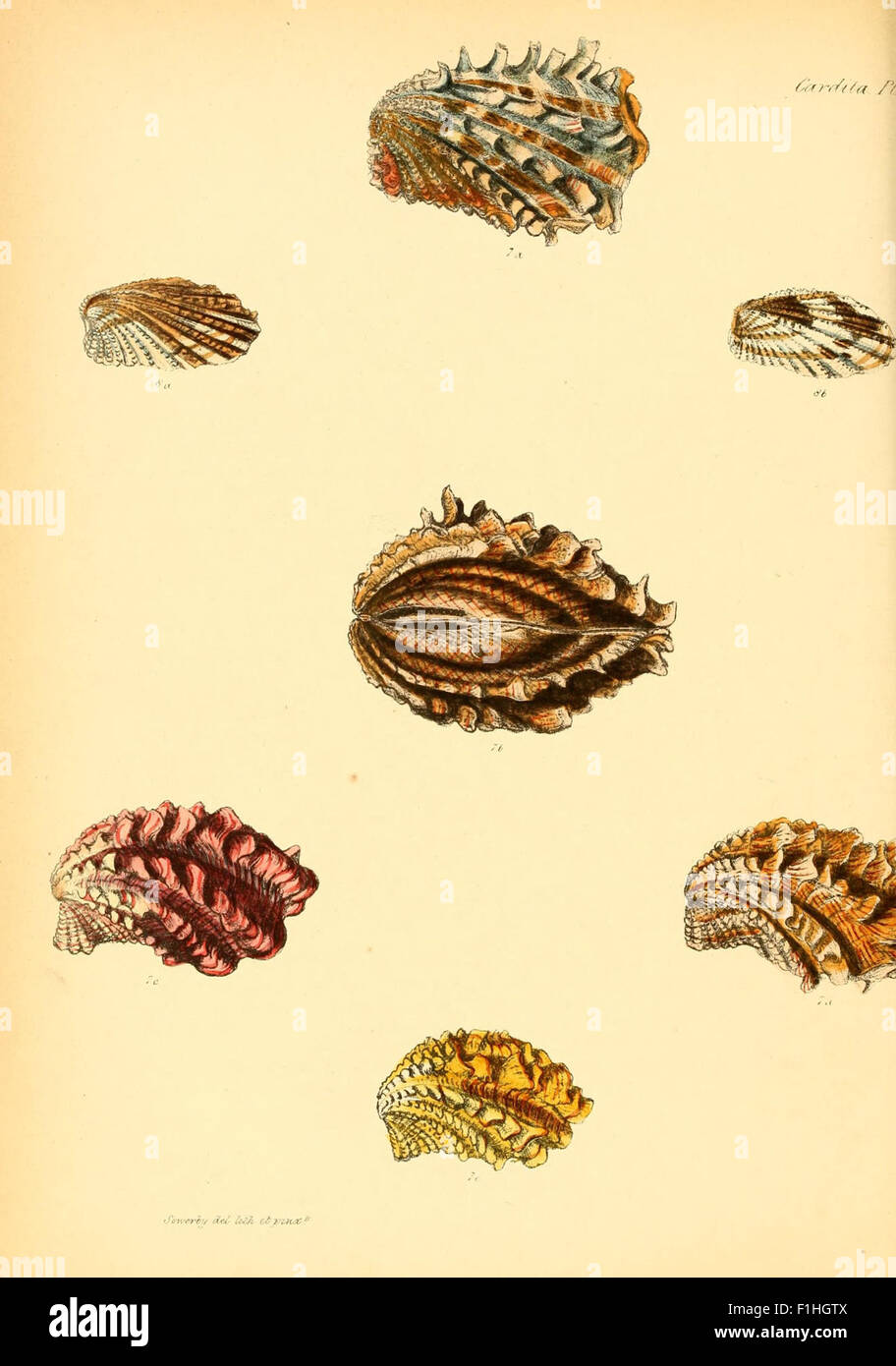 'Conchologia Iconica' presents detailed illustrations of molluscan ...