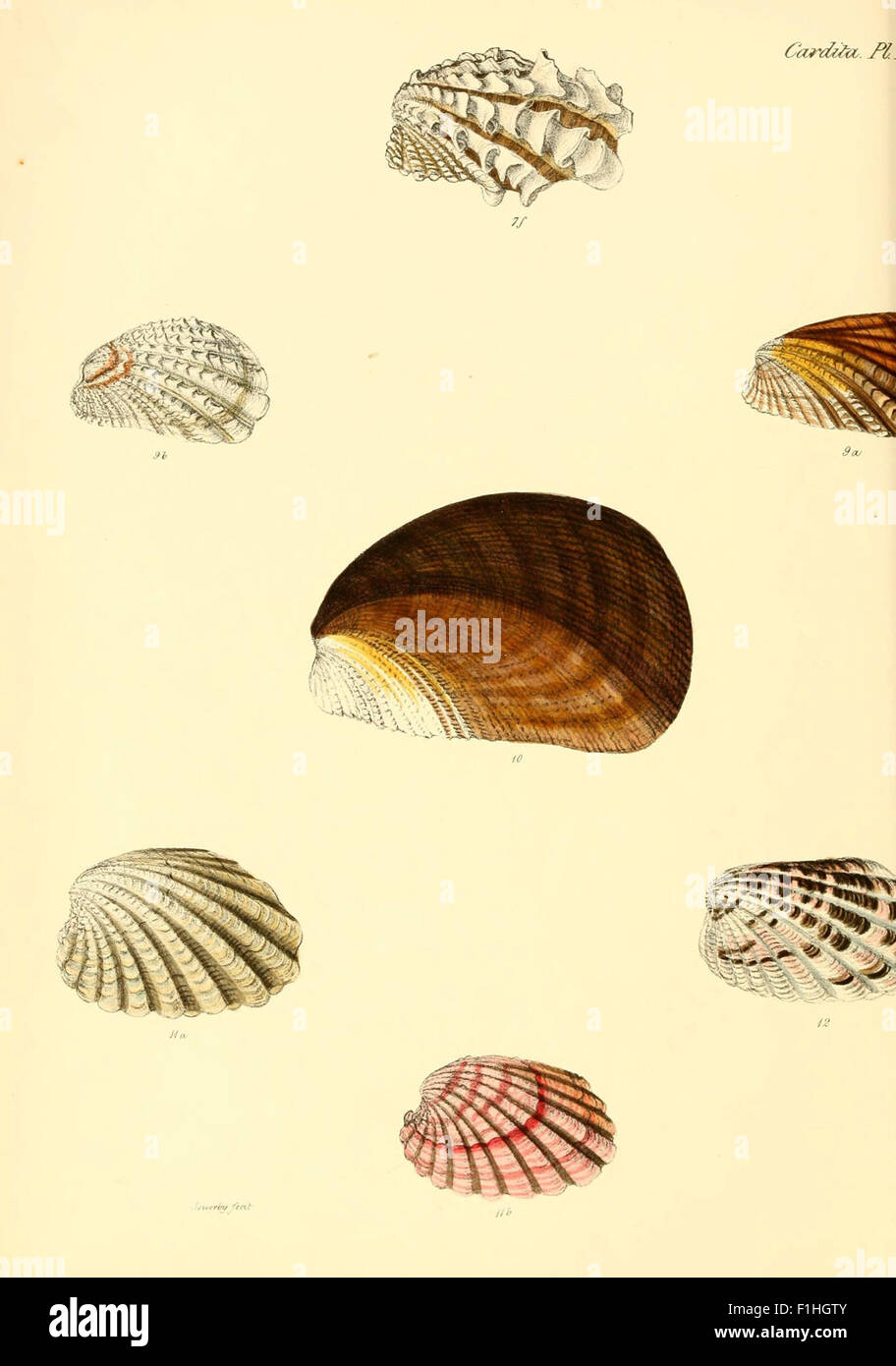This work provides detailed illustrations of mollusk shells, including ...
