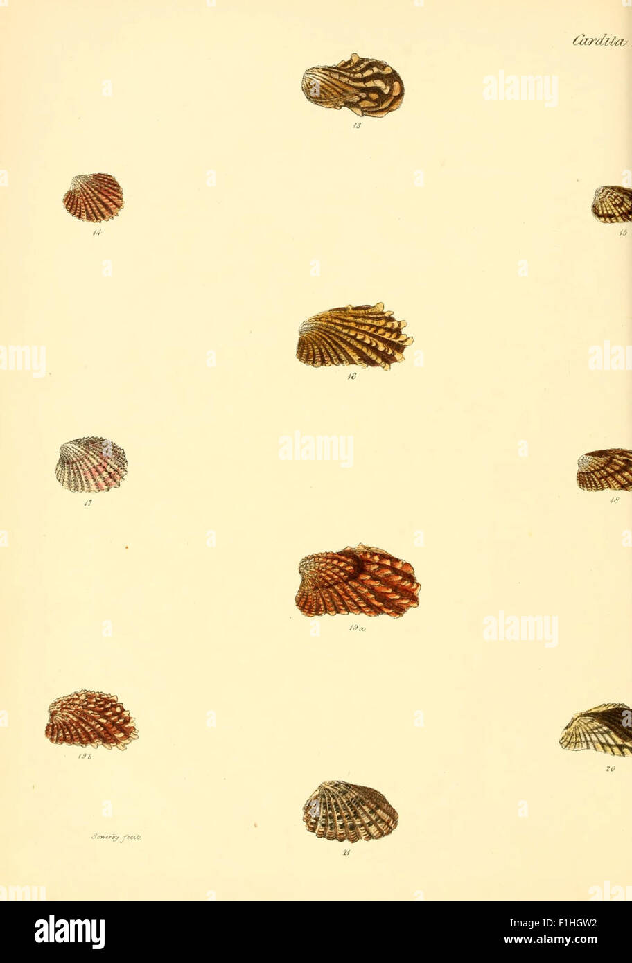 This plate from 'Conchologia Iconica' features detailed illustrations ...