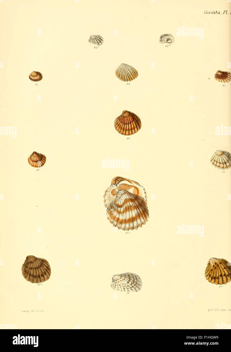 This specific plate from *Conchologia Iconica* illustrates the shells ...