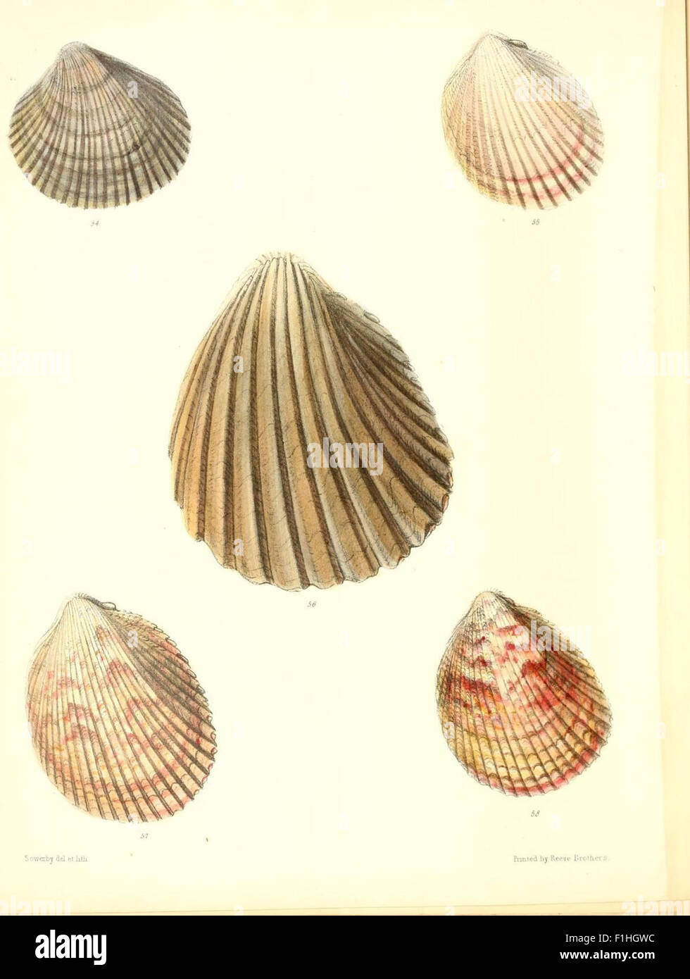 This detailed work features illustrations of mollusk shells ...