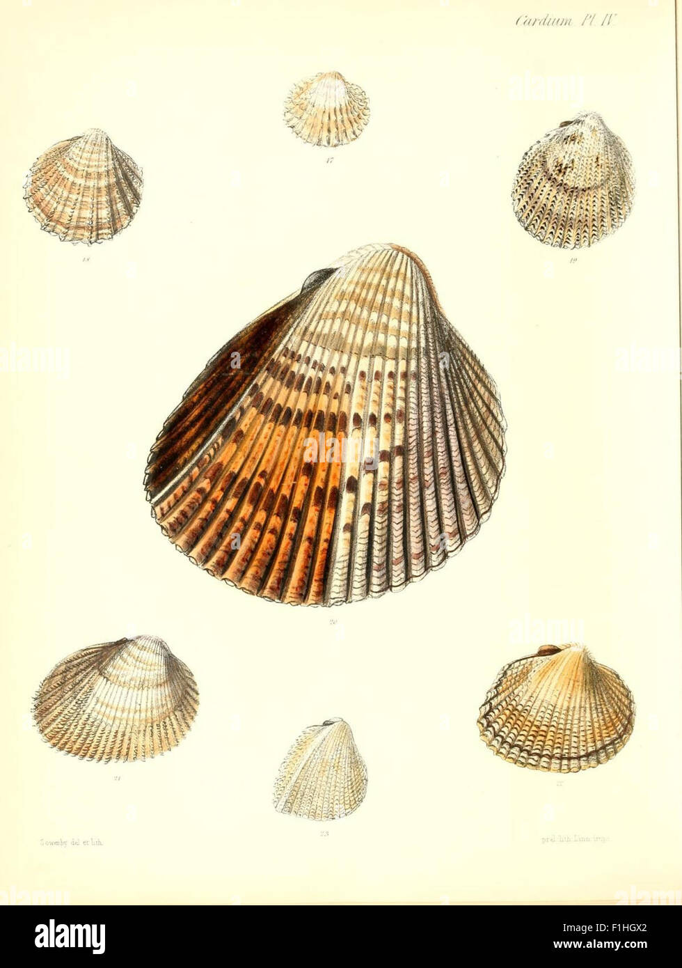 'Conchologia Iconica' offers detailed illustrations of mollusk shells ...