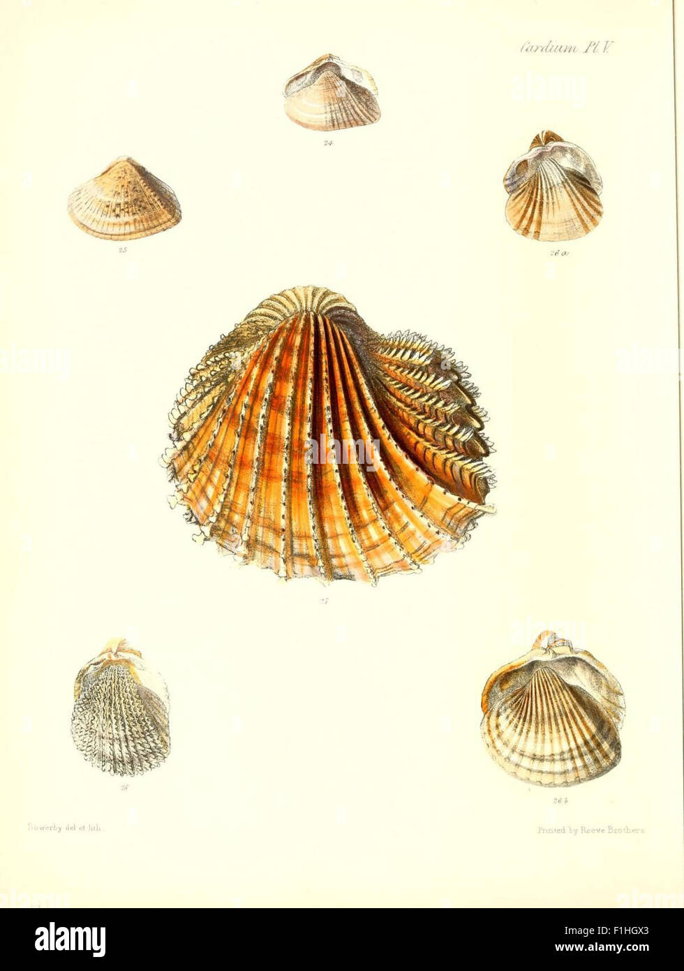 This 19th-century work provides detailed illustrations of mollusk ...