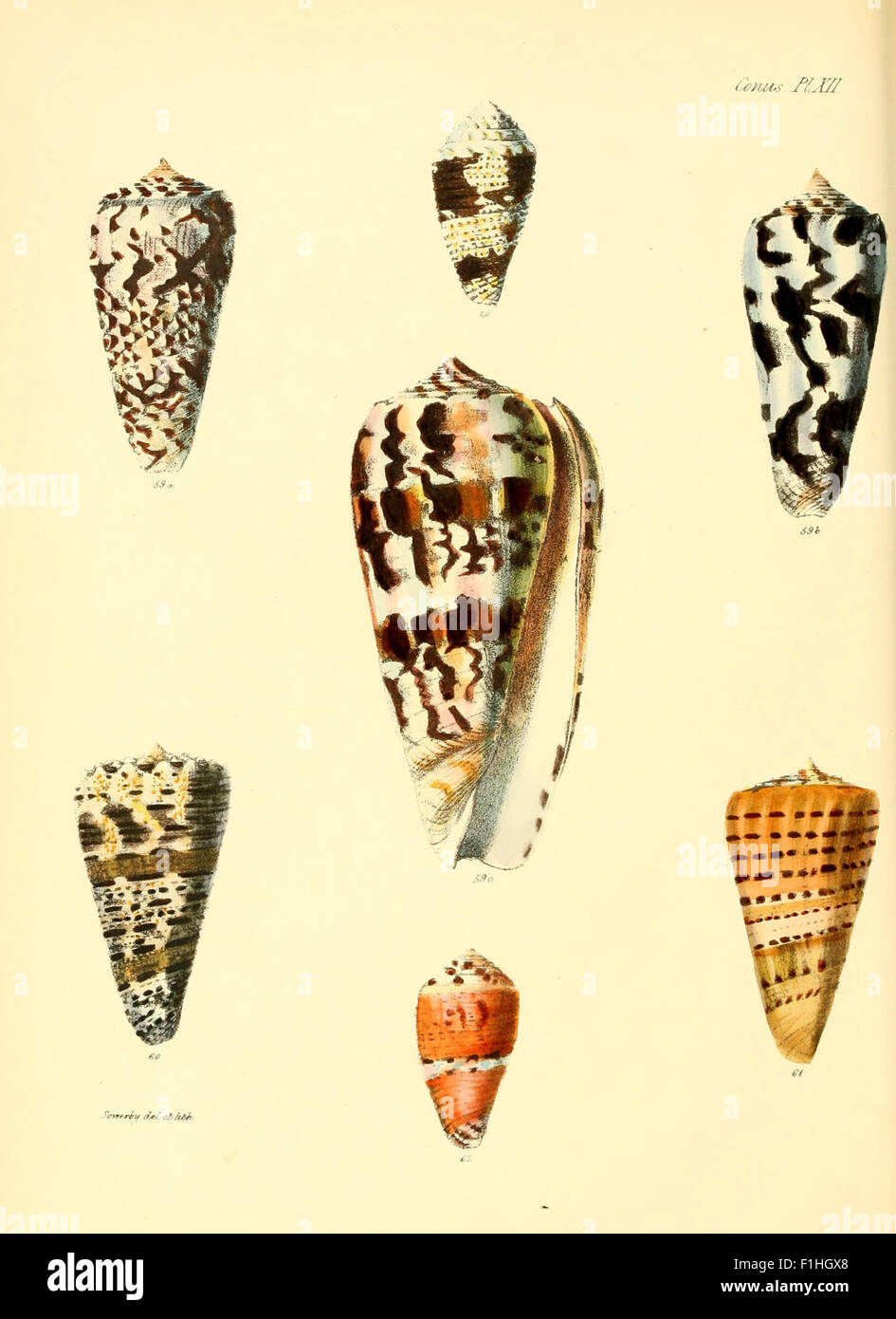 'Conchologia Iconica' provides illustrations of mollusk shells ...