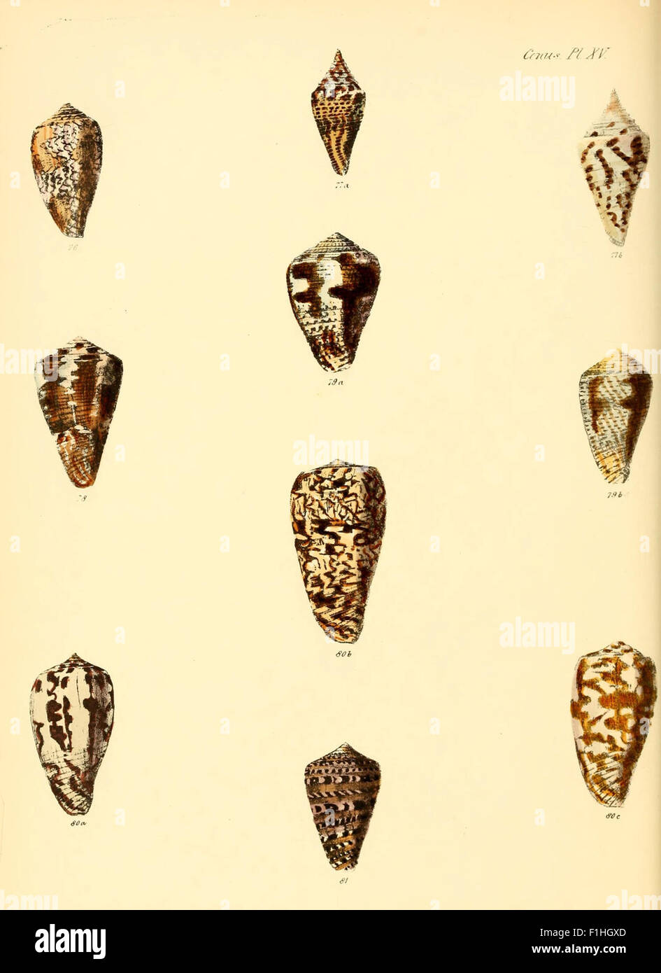 This work provides detailed illustrations of mollusks, specifically ...