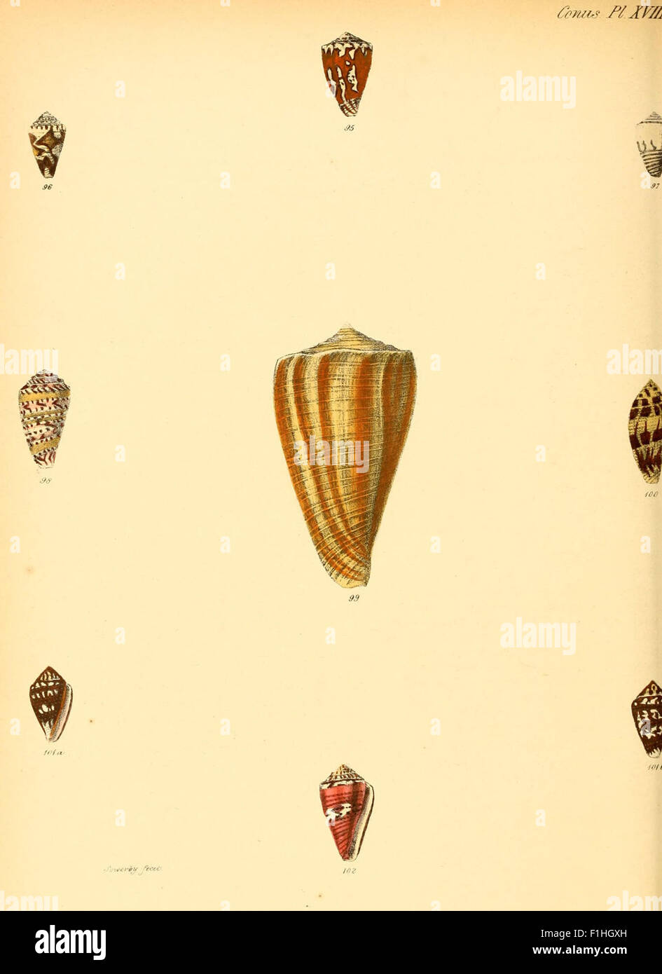 'Conchologia Iconica' presents detailed illustrations of mollusk shells ...