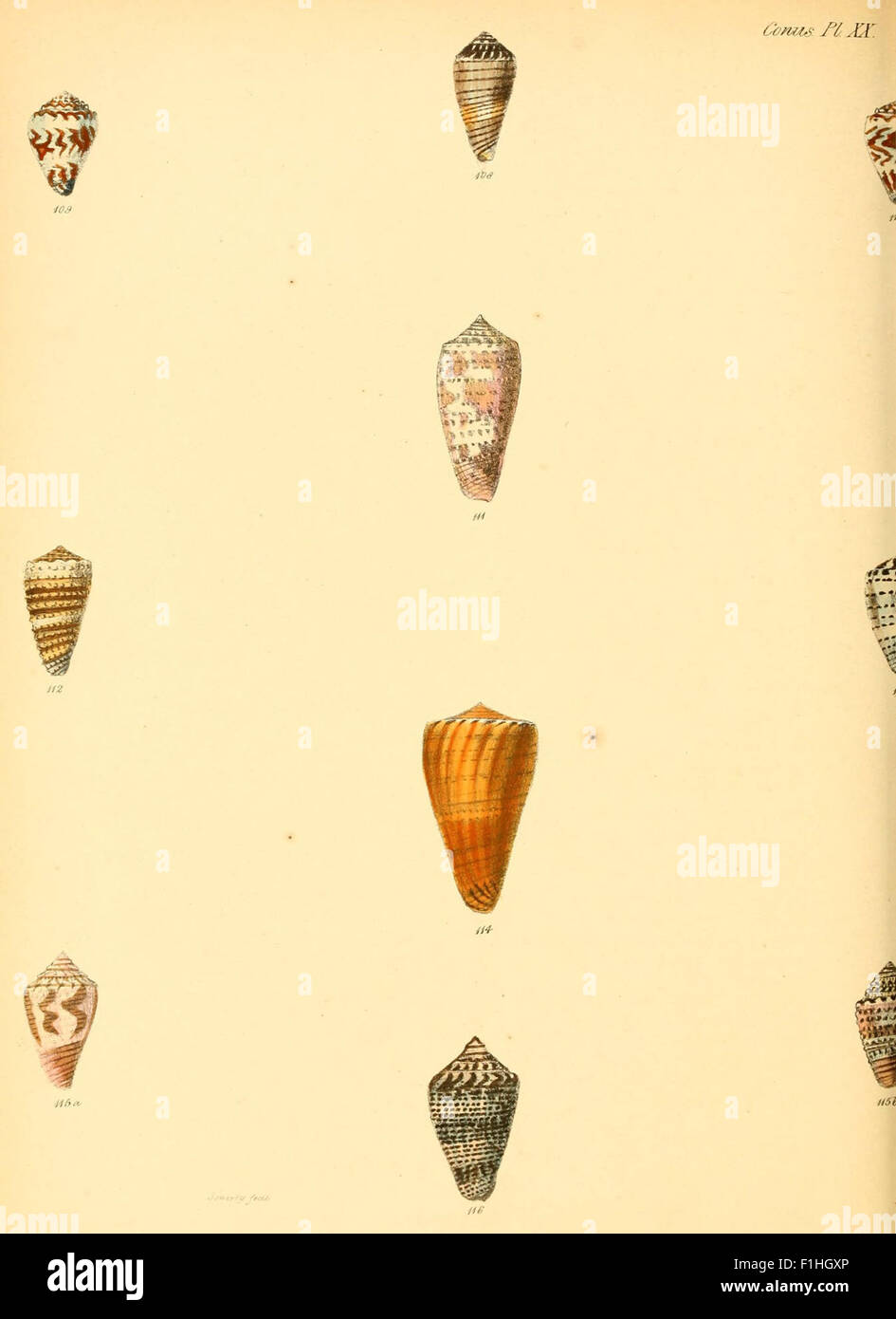 *Conchologia Iconica* features detailed illustrations of mollusks ...