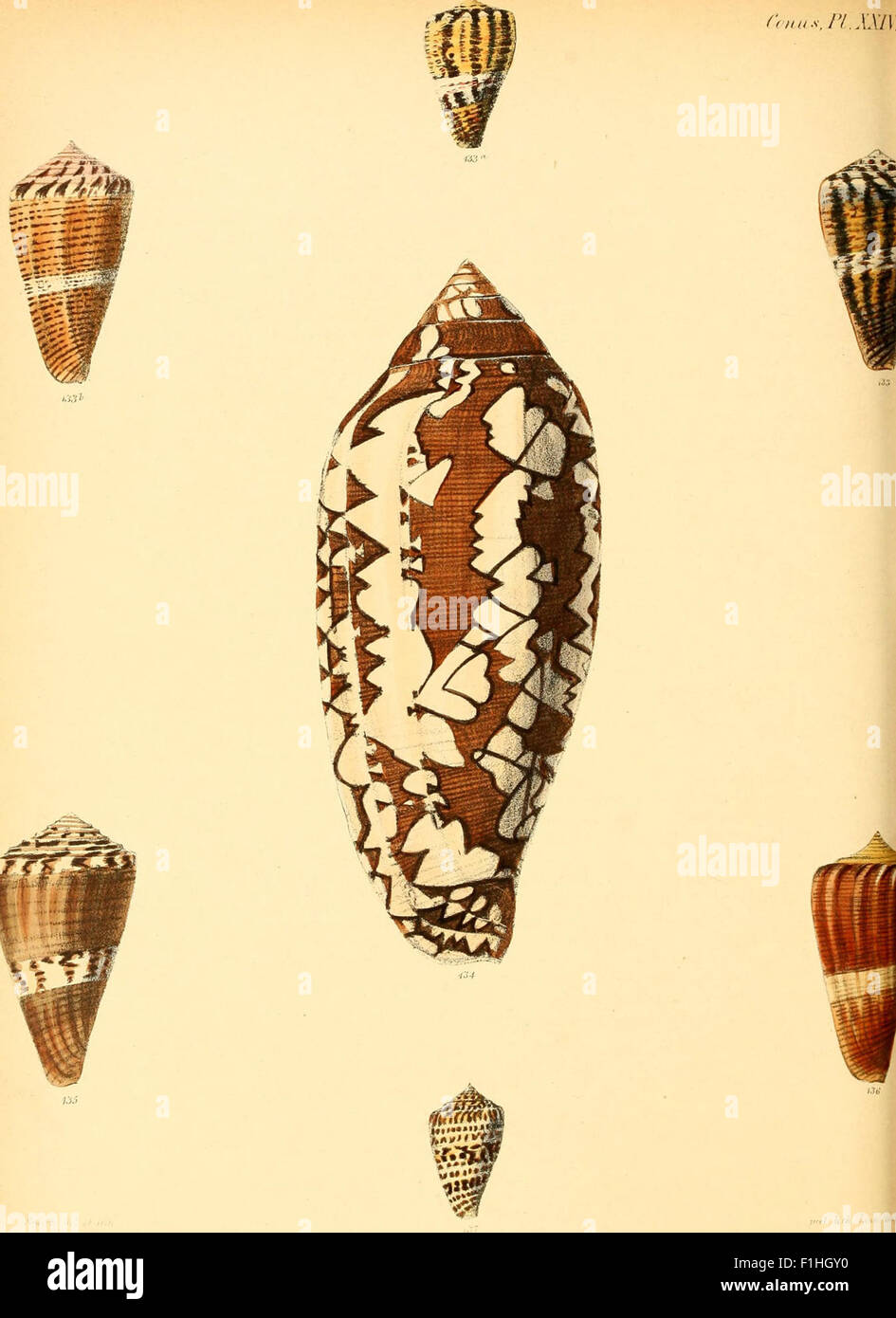 *Conchologia Iconica* offers detailed illustrations of molluscan shells ...